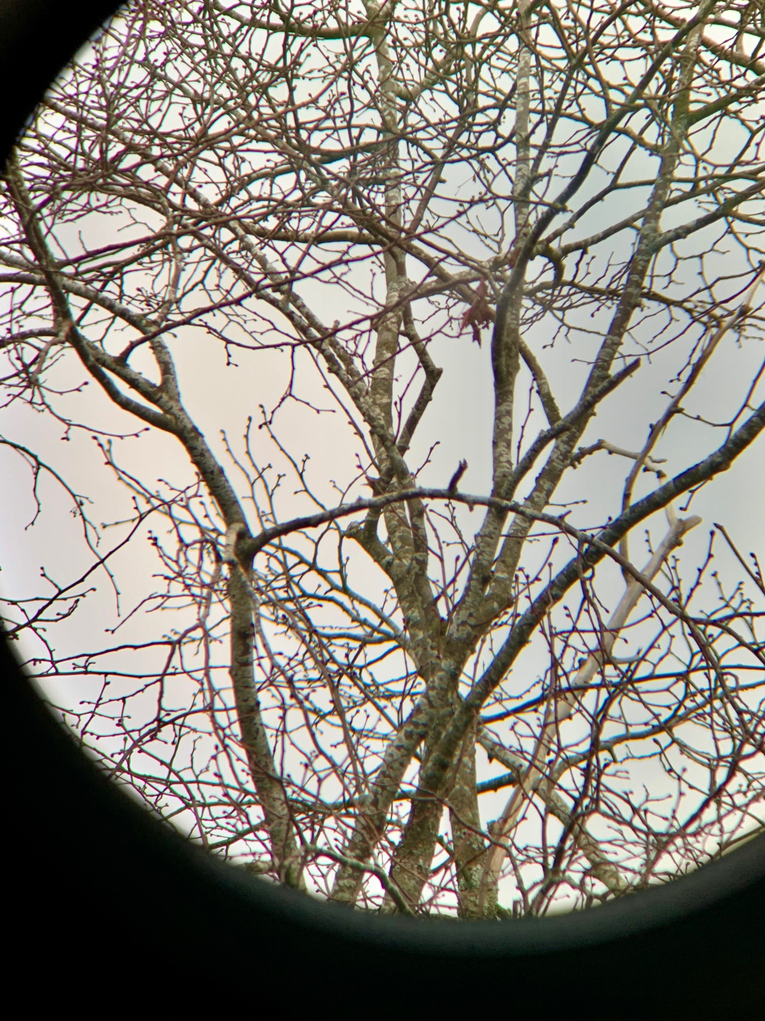 Neil English.net | Binocular, Telescope & Astronomical Blogs