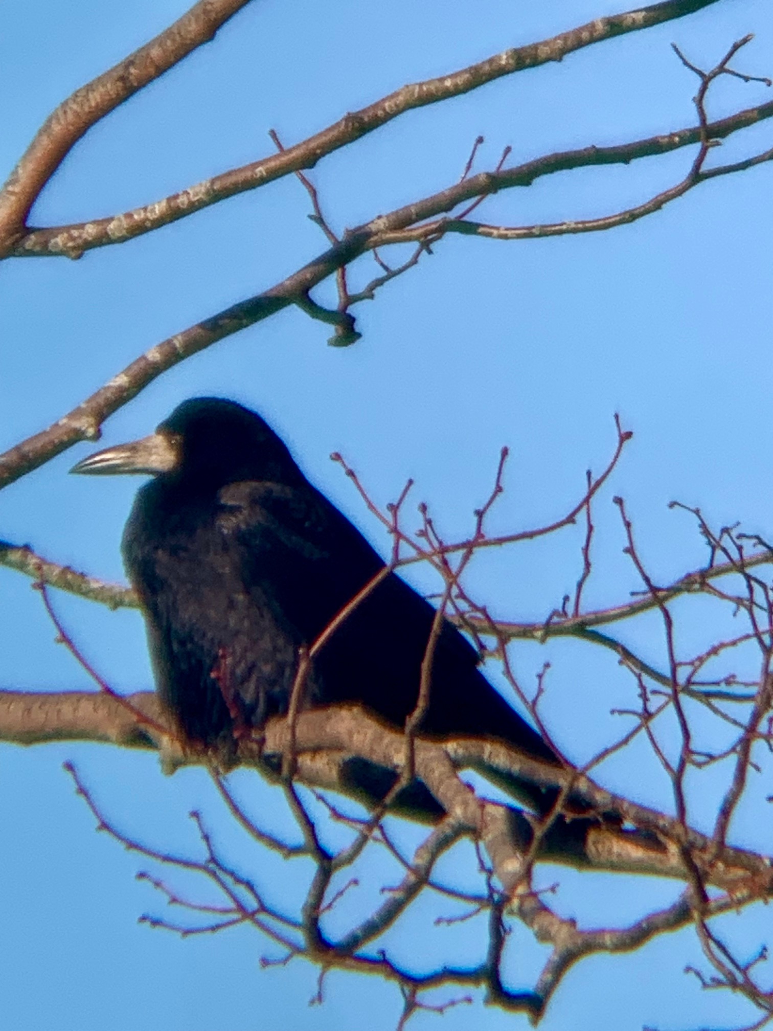 Product Review: The Svbony SA401 25x-75x 100mm APO Spotting Scope ...