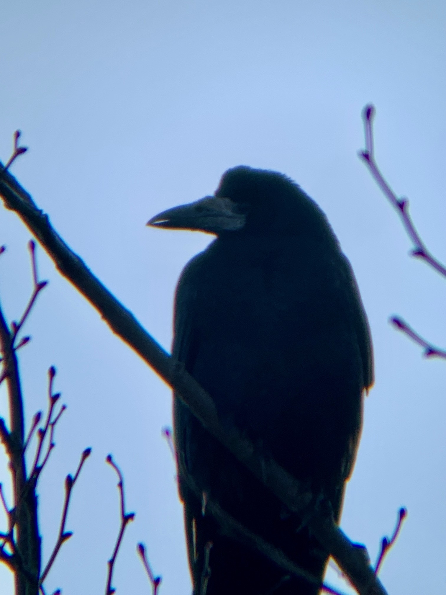 Product Review: The Svbony SA401 25x-75x 100mm APO Spotting Scope ...